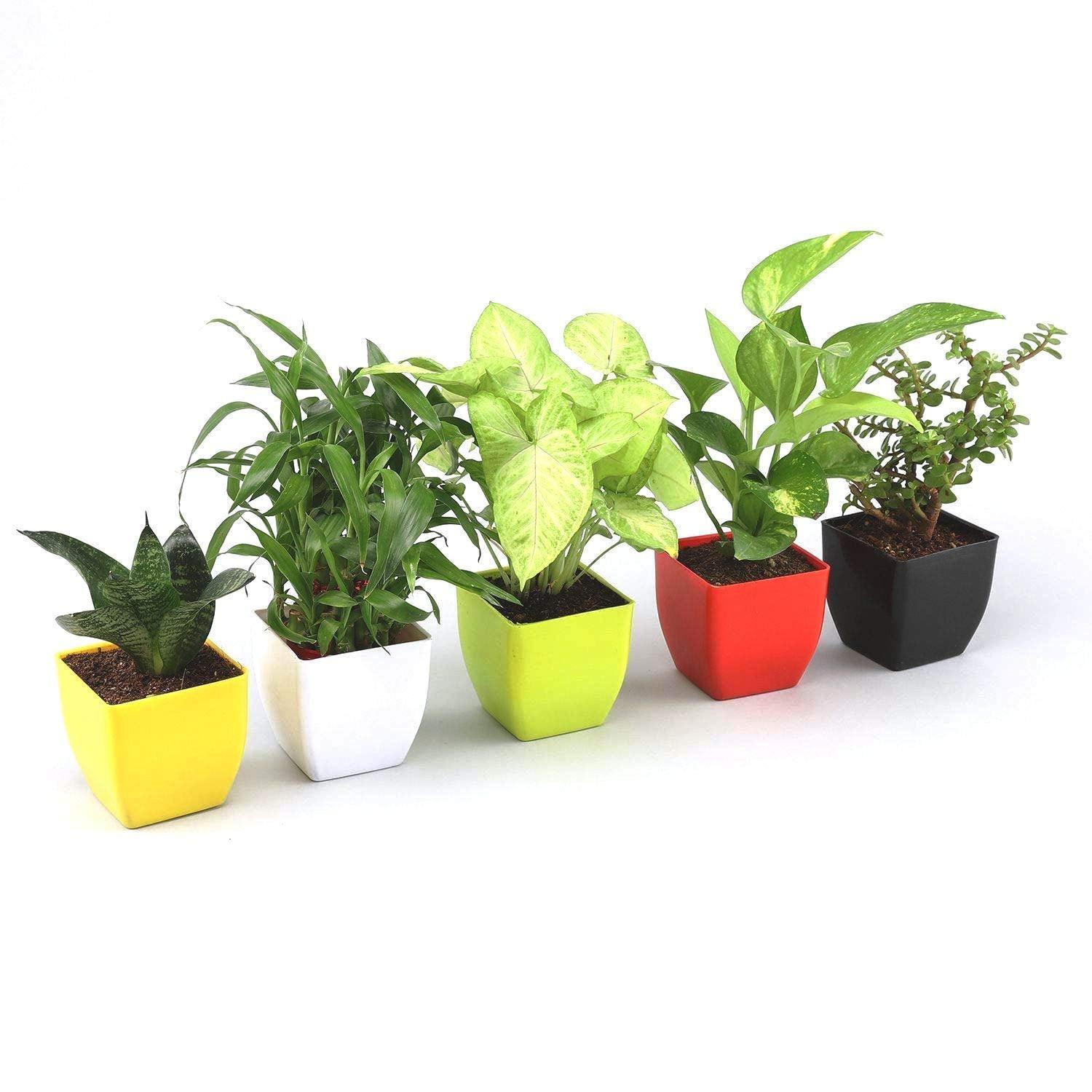 square Shape Plastic Planter Pots Flower Gamla for Home & Garden 5 inch ...